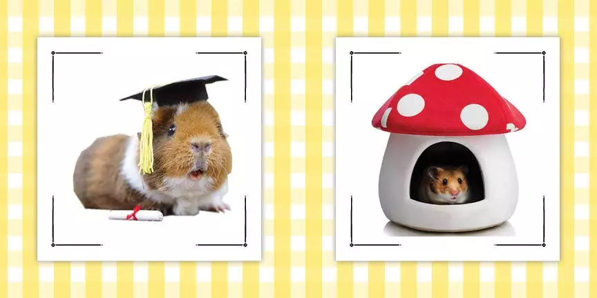 10 Best Guinea Pig Costumes - Guinea Pig Clothes