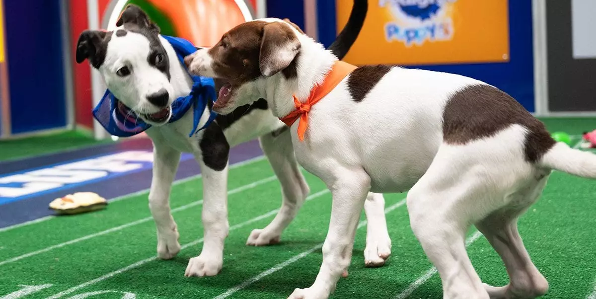 Yuav Saib Li Cas 2021 Puppy Bowl - Streaming, Sijhawm, Paub meej