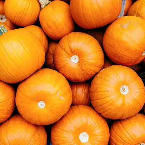 37 Best Pumpkin Farms Near Me 2021 - Pumpkin Picking Near Me