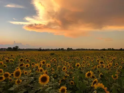 33 Zoo Tshaj Sunflower Fields Nyob ze Kuv - Sab saum toj paj paj paj & Mazes hauv Teb Chaws Asmeskas