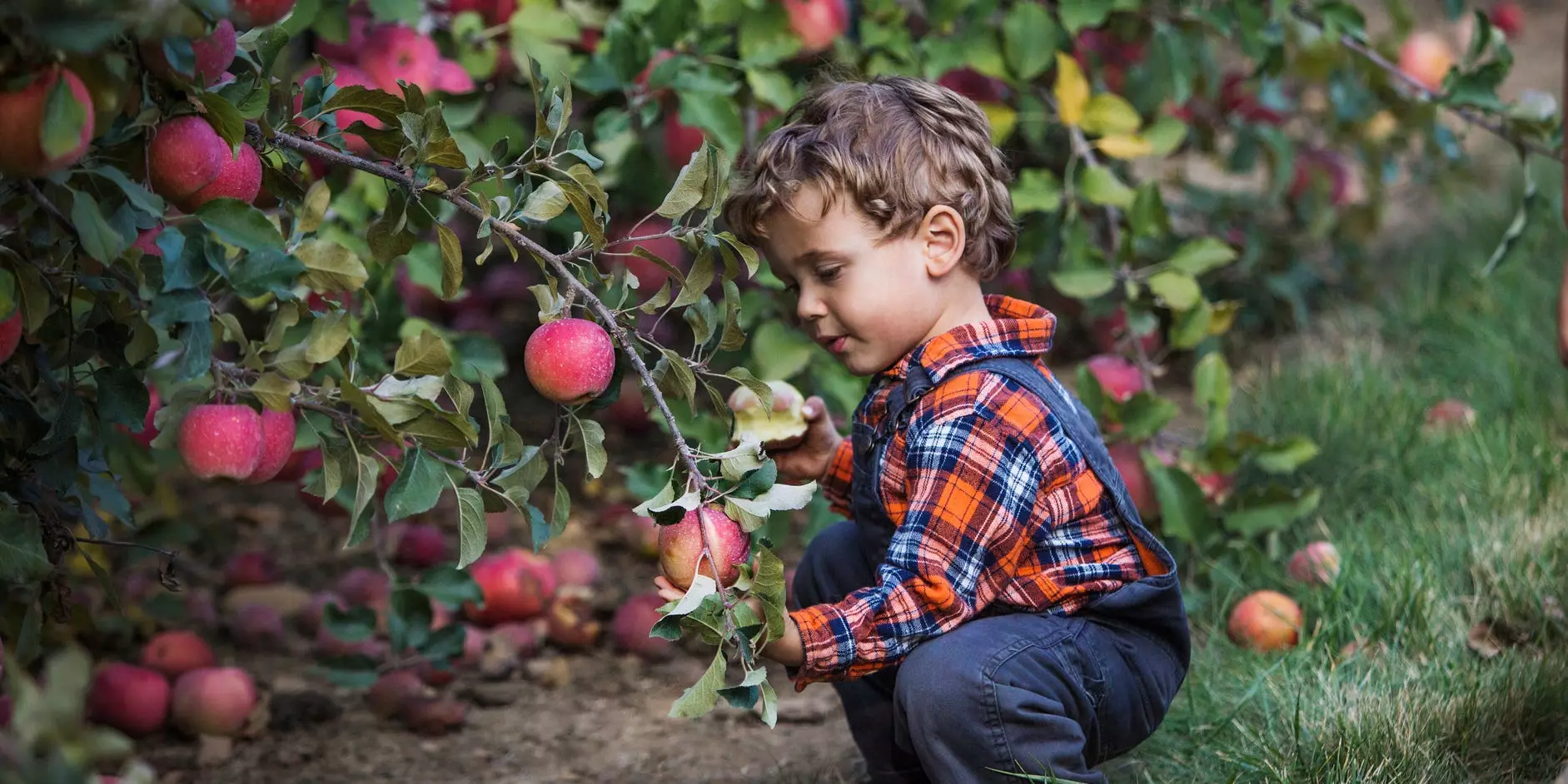 32 pi bon kote pou ranmase pòm toupre mwen - Evènman Otòn Apple Orchard