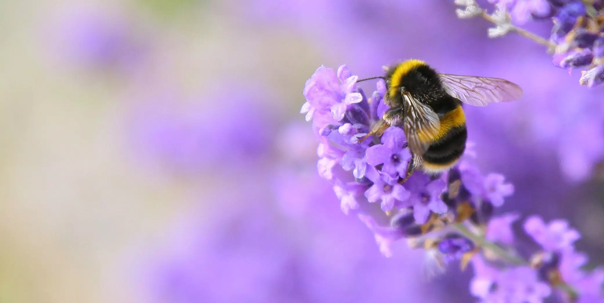 Včelám sa darí počas uzamknutia