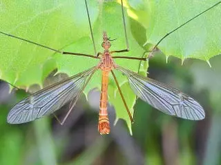 රූප