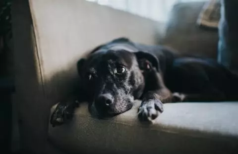 5 Zeichen, dass Ihr Hund einsam ist – wie Sie helfen können
