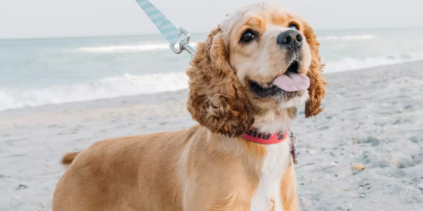 Majitelia vyzvali, aby držali psov mimo pláží po záhadnej chorobe