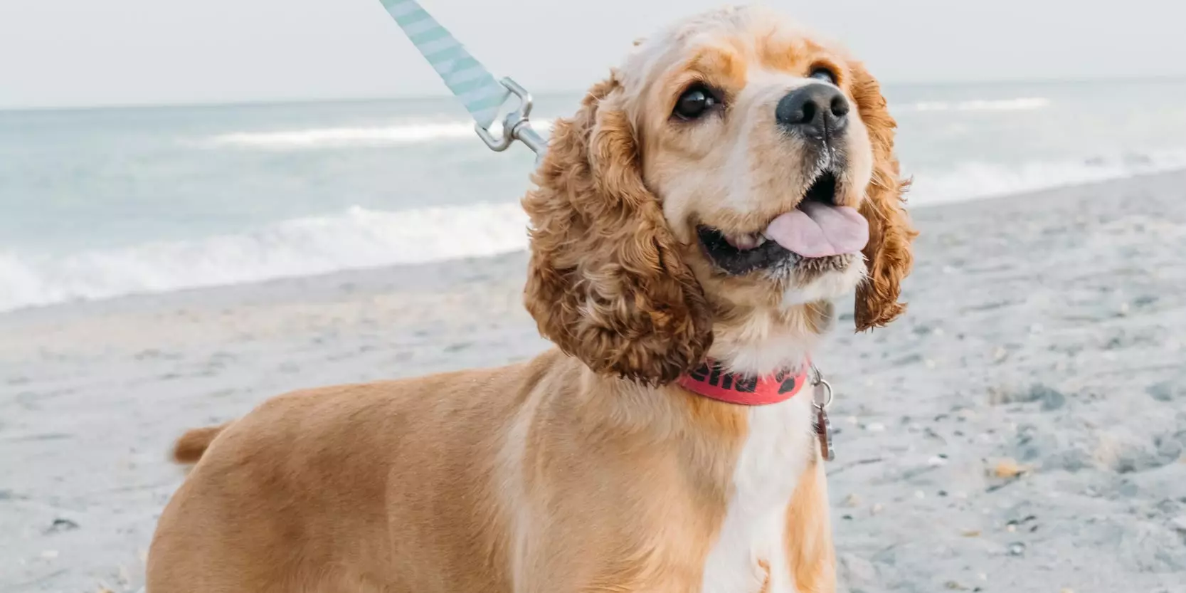 飼い主は謎の病気に続いて犬をビーチから遠ざけるように促した