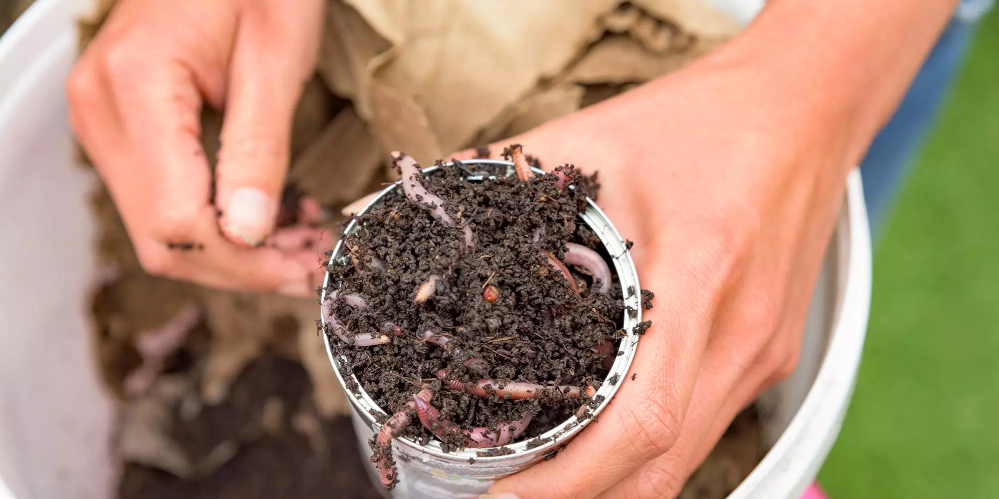 Vil du være ormefarmer? Urban Worm leverer orme til hjemmet til øko-madspild