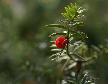 ಚಿತ್ರ