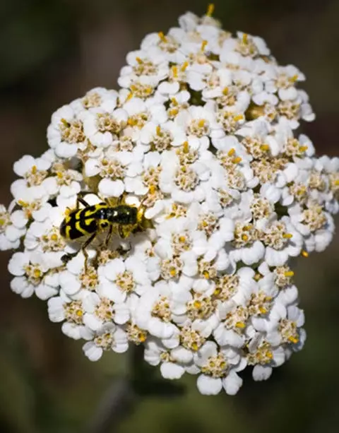 ಚಿತ್ರ