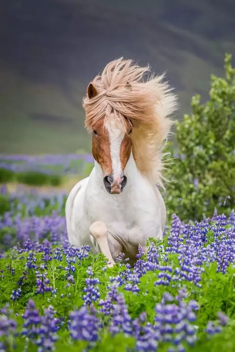 Պատկեր