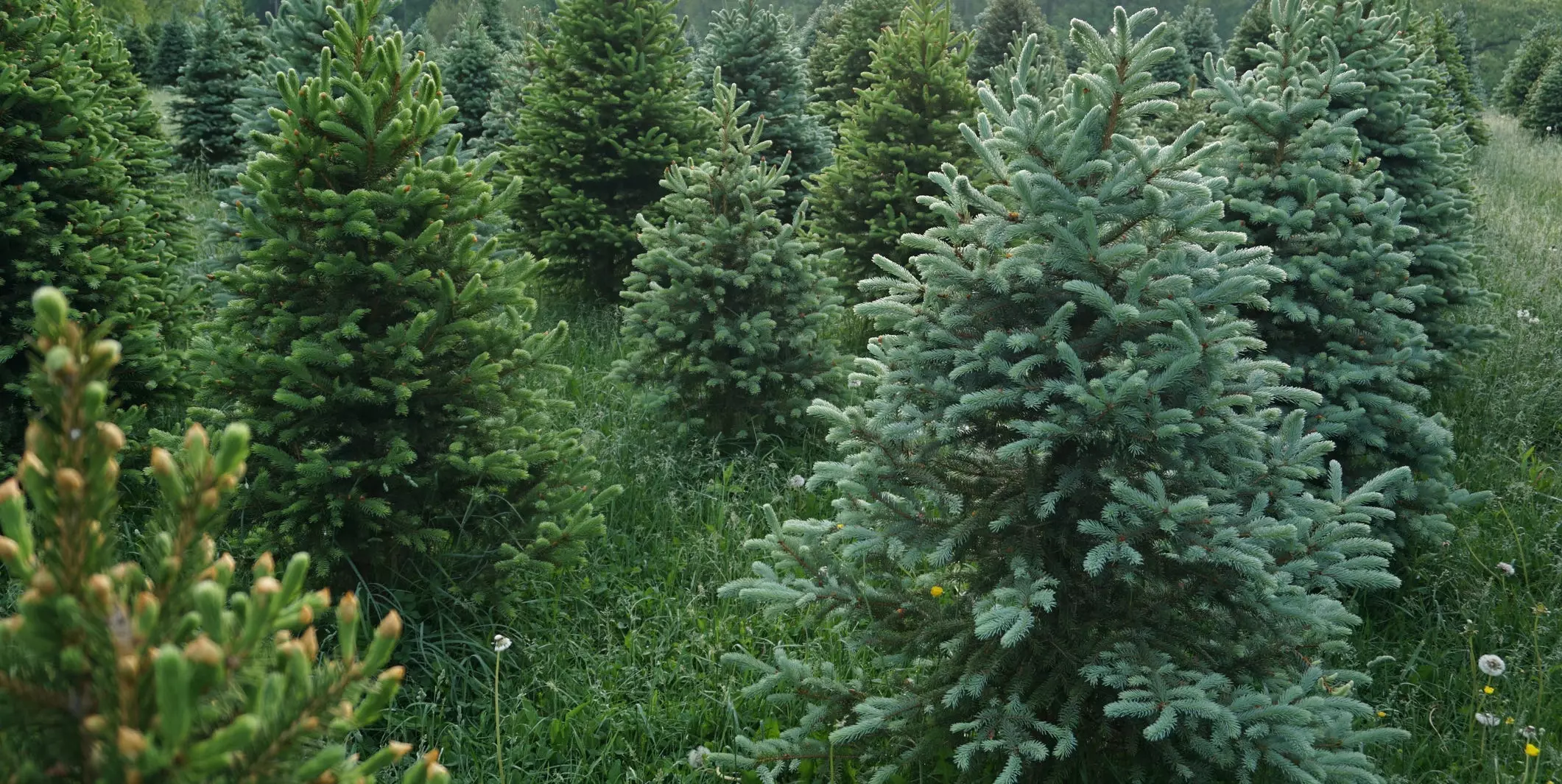 14 Beste soorten kerstbomen - Verschillende soorten echte en kunstmatige kerstbomen