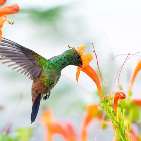 ハチドリを引き付ける14の花-花粉交配者に最適な花