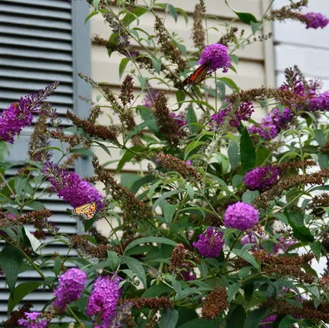 29 Blummen déi Päiperleken lackele - Gaart Planzen déi Pollinateuren lackele