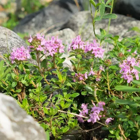 20 Herbal Perennial Pangalusna - Jinis Herbal pikeun Taman anu Bisa Didahar