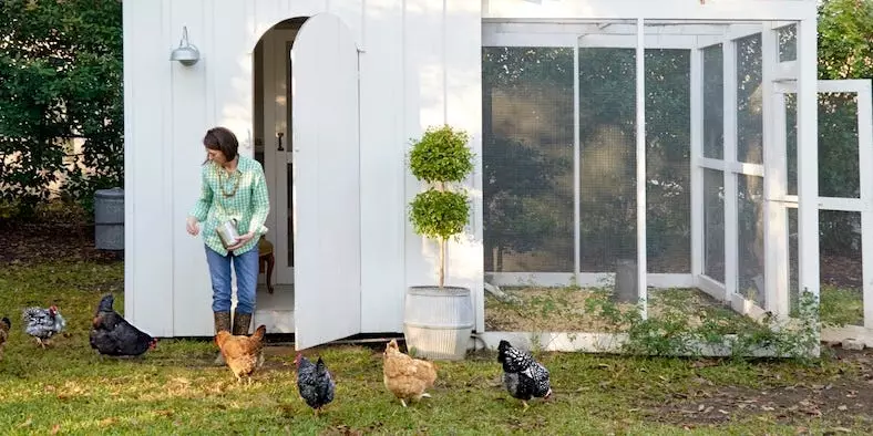 9 Breeds Hayam Panghadéna Pikeun Kandang Halaman Belakang Anjeun - Jinis Hayam