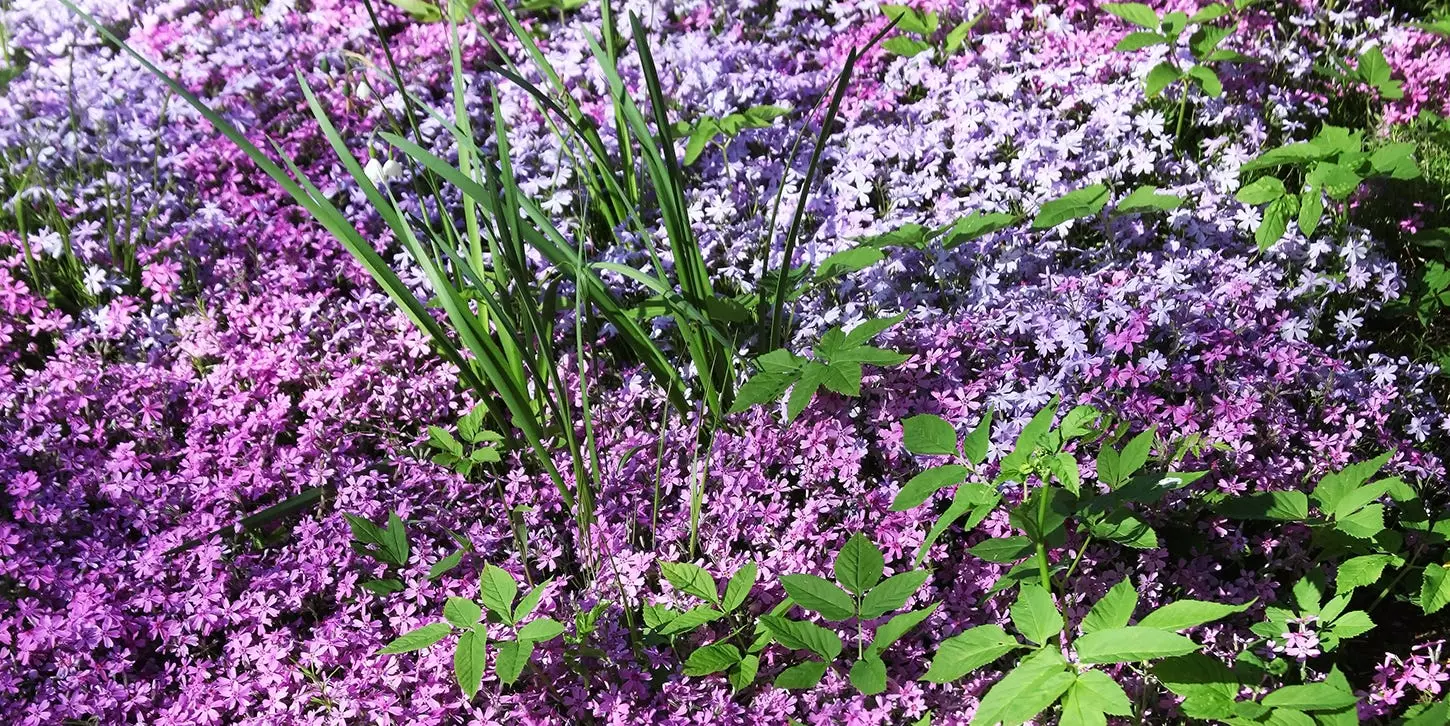 22 pi bon plant kouvri tè - pi bon flè kontinuèl k ap grandi