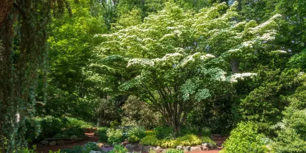 10 migliori alberi per piccoli giardini - I migliori piccoli alberi per piccoli cantieri