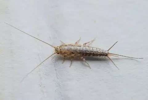 E Faʻafefea ona Aveesea le Silverfish – O le a le mea e faʻaumatia ai le Silverfish?