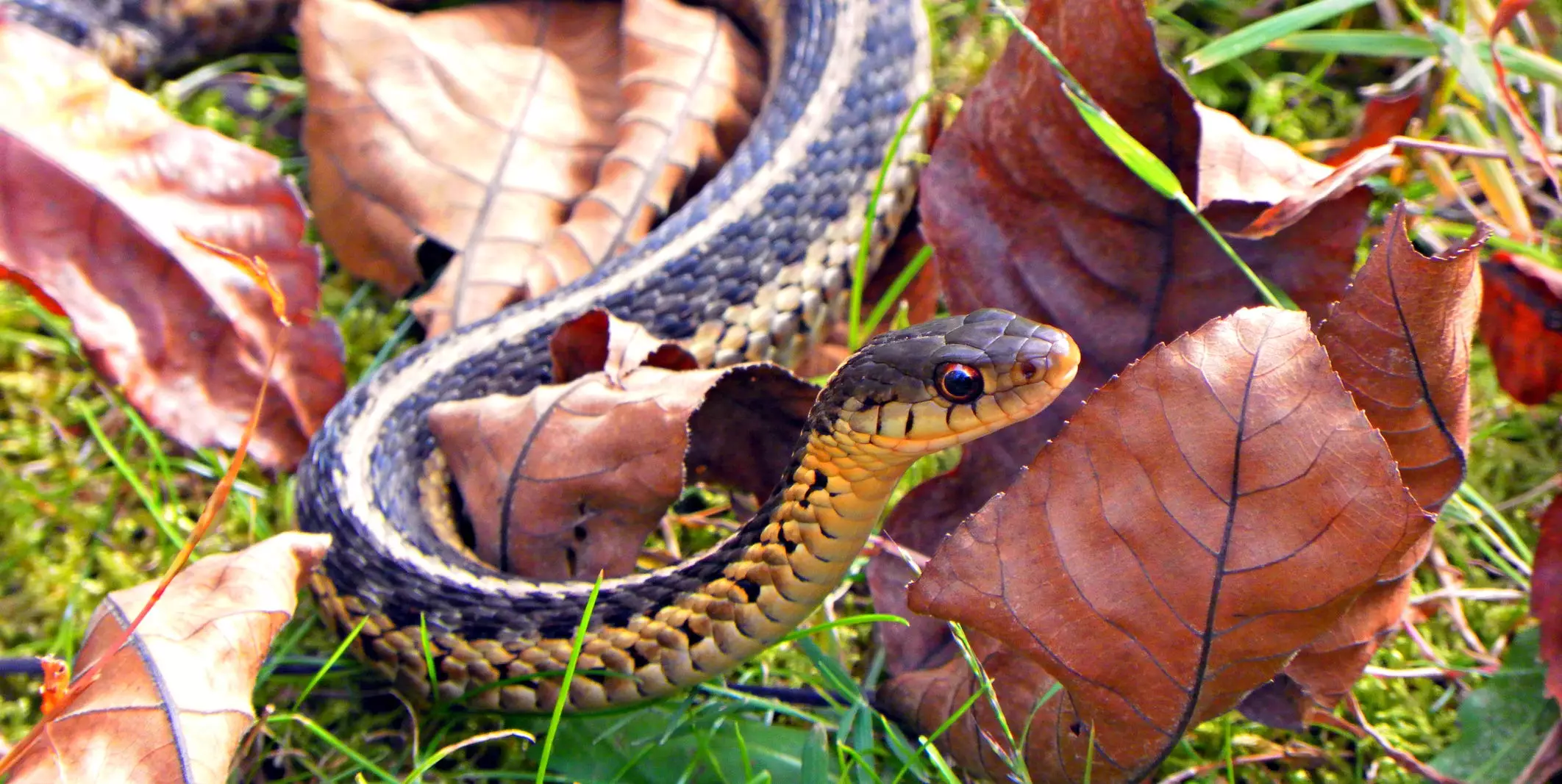 ວິທີການກໍາຈັດງູ - How to Get Rid of Copperhead and Garden Snakes