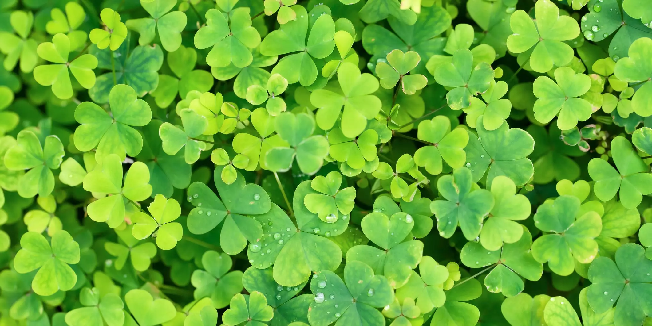 44 najlepsze cytaty na dzień św. Patryka - Happy St. Patrick's Day Sayings