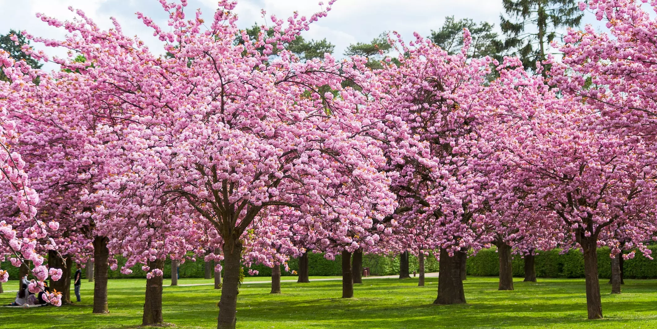 25 Fatti sui fiori di ciliegio - Cose che non sapevi sugli alberi di ciliegio