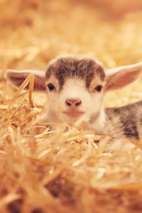 Animais bebés - Fotos lindas de animais bebés