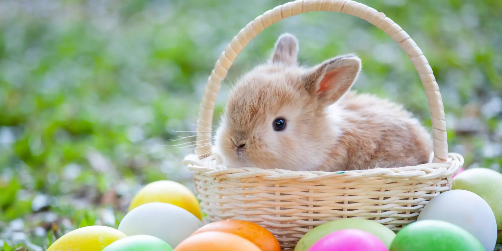 O fea na sau ai le Easter Bunny? - Easter Bunny Origins