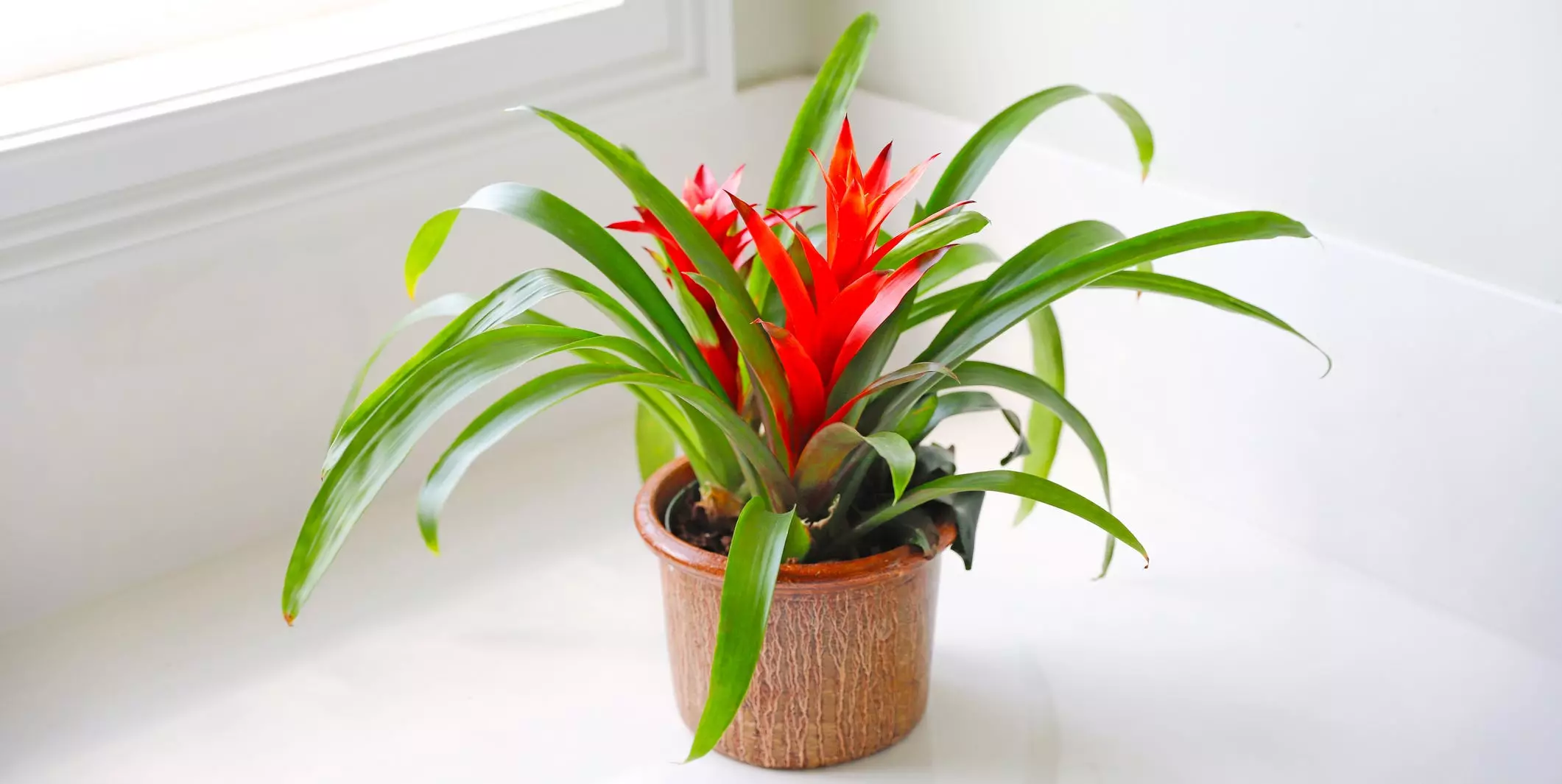 Ahoana ny fikarakarana bromeliads - toro-hevitra momba ny fambolena bromeliad