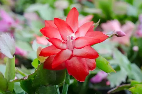 Christmas Cactus Care - Hur man tar hand om en julkaktusplanta