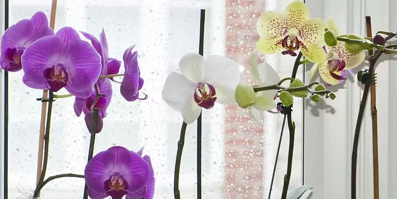 Hoe orkideen te groeien - Orchideetips foar begjinners