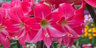 Pflegetipps für Amaryllis - Wie man Amaryllis aus der Zwiebel züchtet