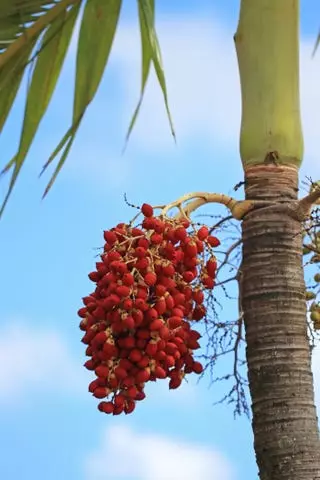 கிறிஸ்மஸ் மர பனை வளர்ப்பதற்கான நிபுணர் குறிப்புகள் - கிறிஸ்மஸ் மர பனையை தொட்டிகளில் வளர்ப்பது எப்படி