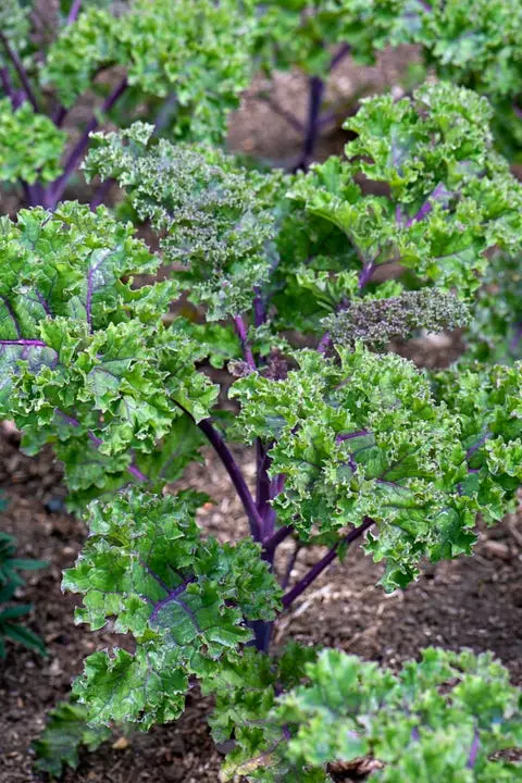 15 verdures per plantar a la tardor - Com plantar verdures de tardor