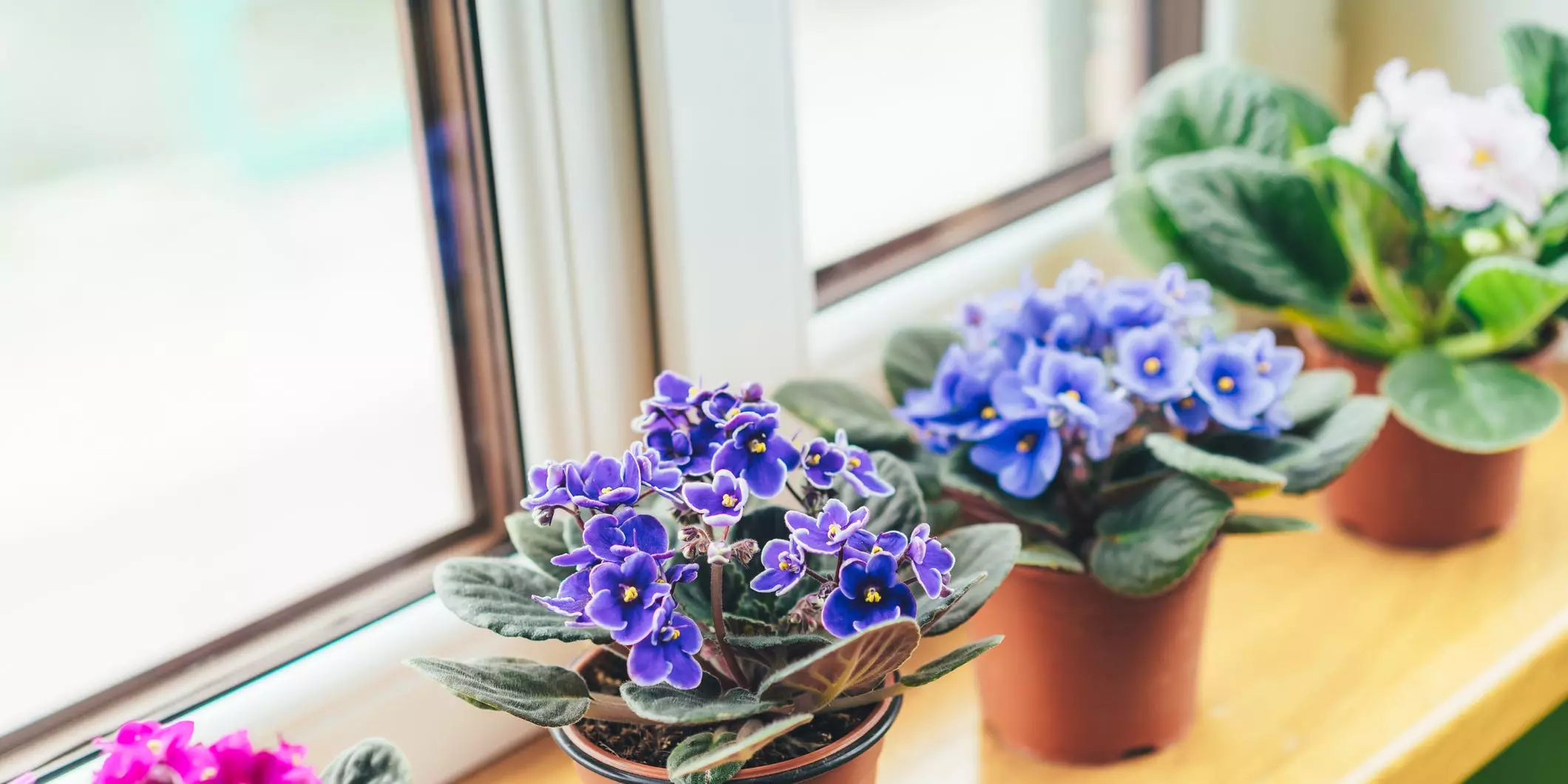 Paano Palaguin ang mga African Violet - Mga Tip sa Pangangalaga sa African Violet