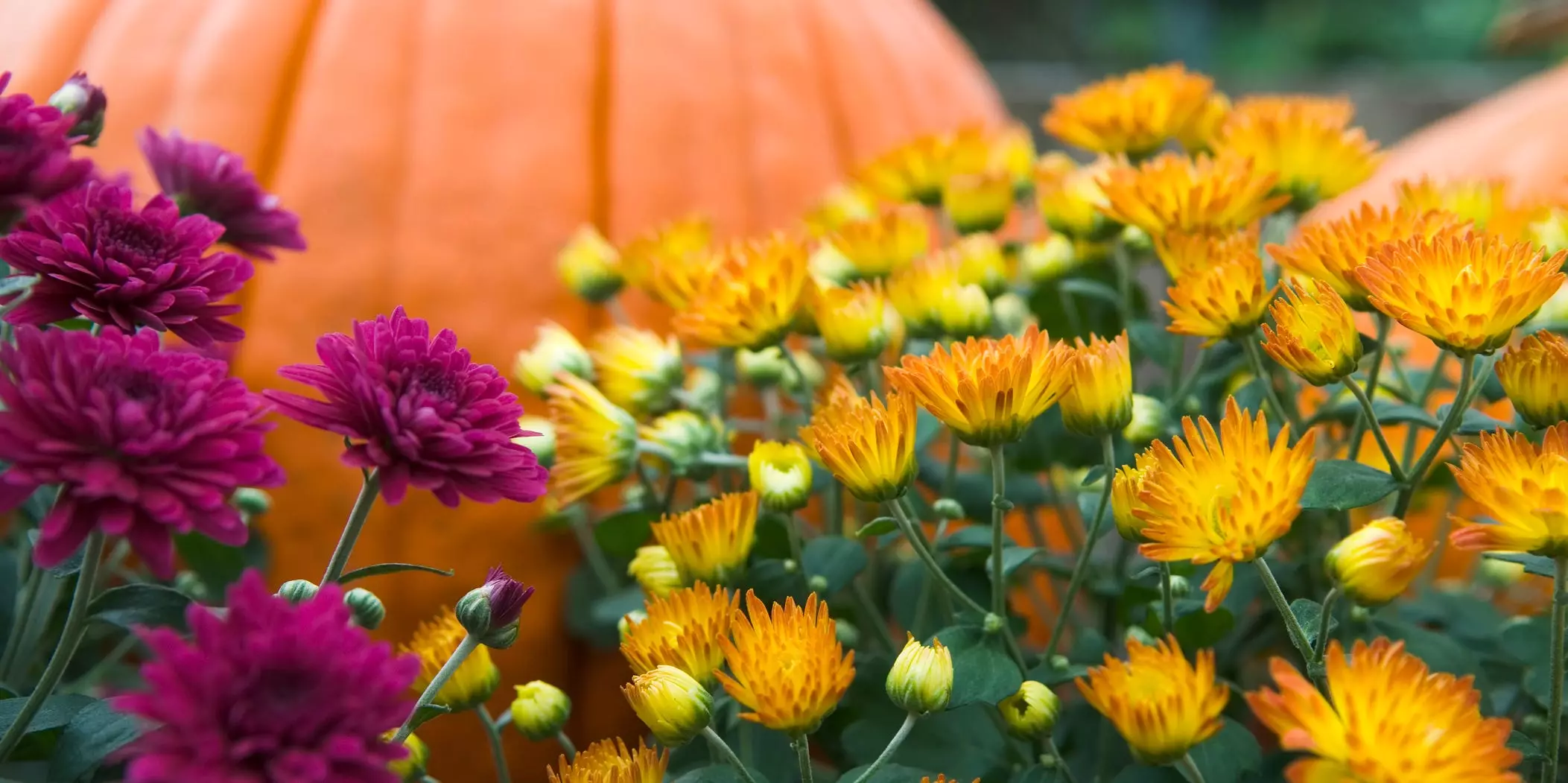 30 millors flors de tardor per plantar: boniques plantes de tardor i plantes perennes