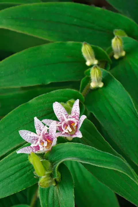 ছবি