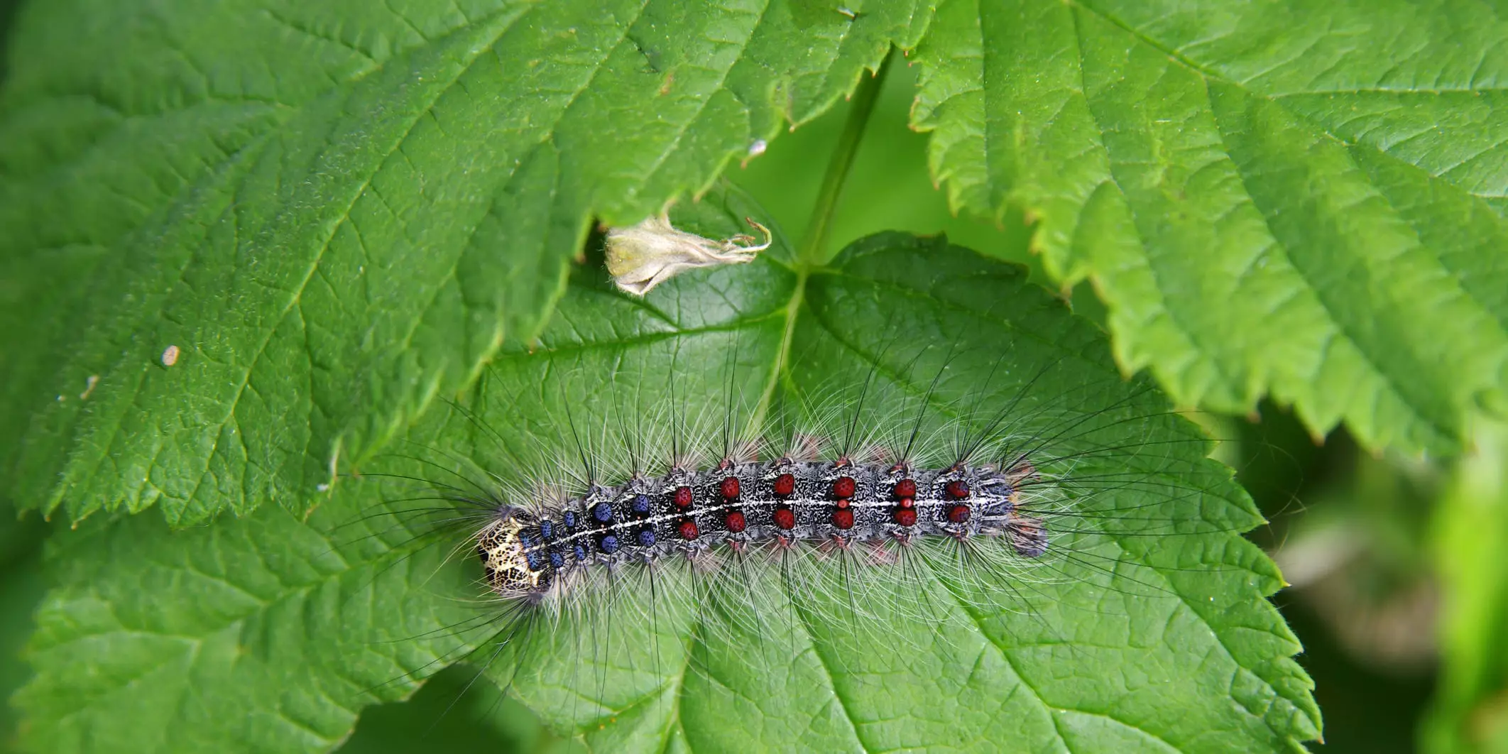 Paano Mapupuksa ang Gypsy Moths - Gypsy Moth Invasion 2022