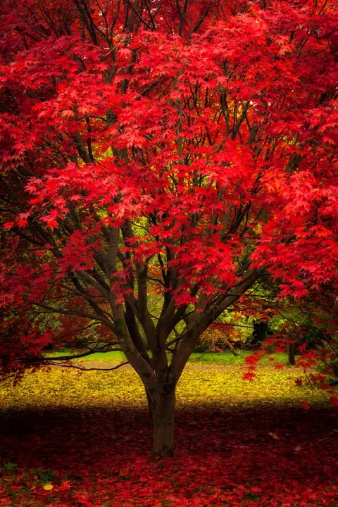 Els millors arbres nans: els millors arbres de menys de 10 peus per a espais de jardí petits