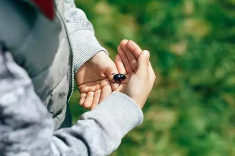 如何在它們損壞你的草坪之前擺脫六月蟲子