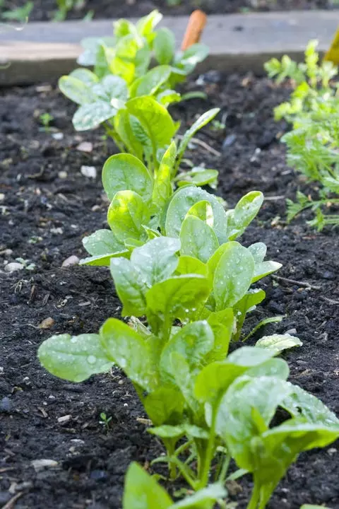 Fall Vegetable Garden - Fall Gardening Tips