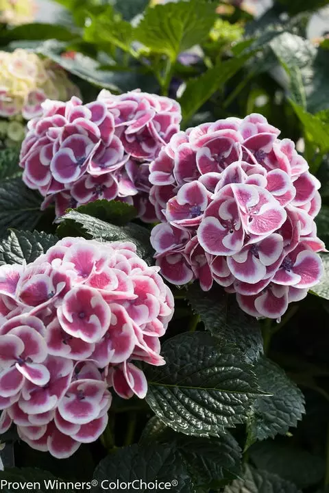 Mefuta e meholo ea 5 ea Hydrangea - Seo U Lokelang ho se Tseba ka Li-Hydrangea Tse Ratoang