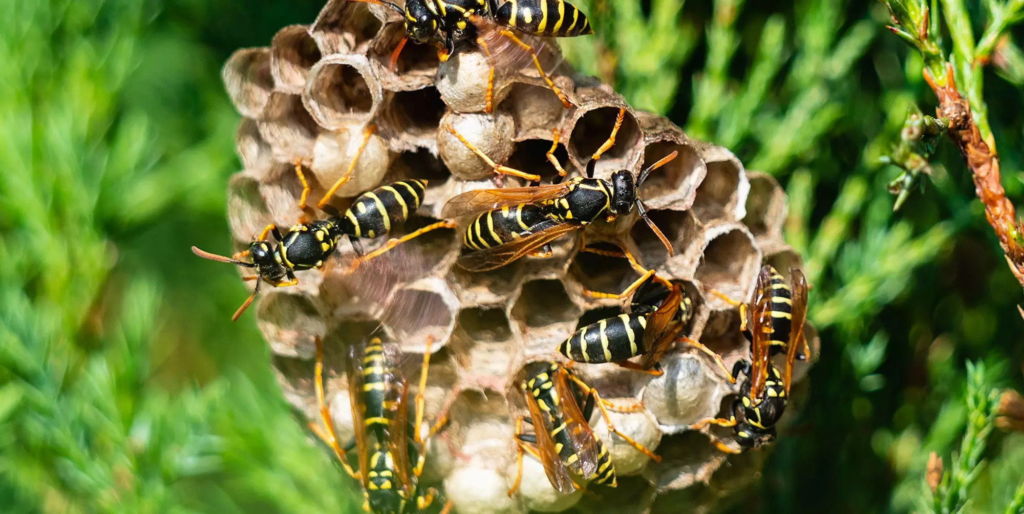 Waspdan qanday qutulish mumkin - Uyda arilarni olib tashlash uchun vositalar