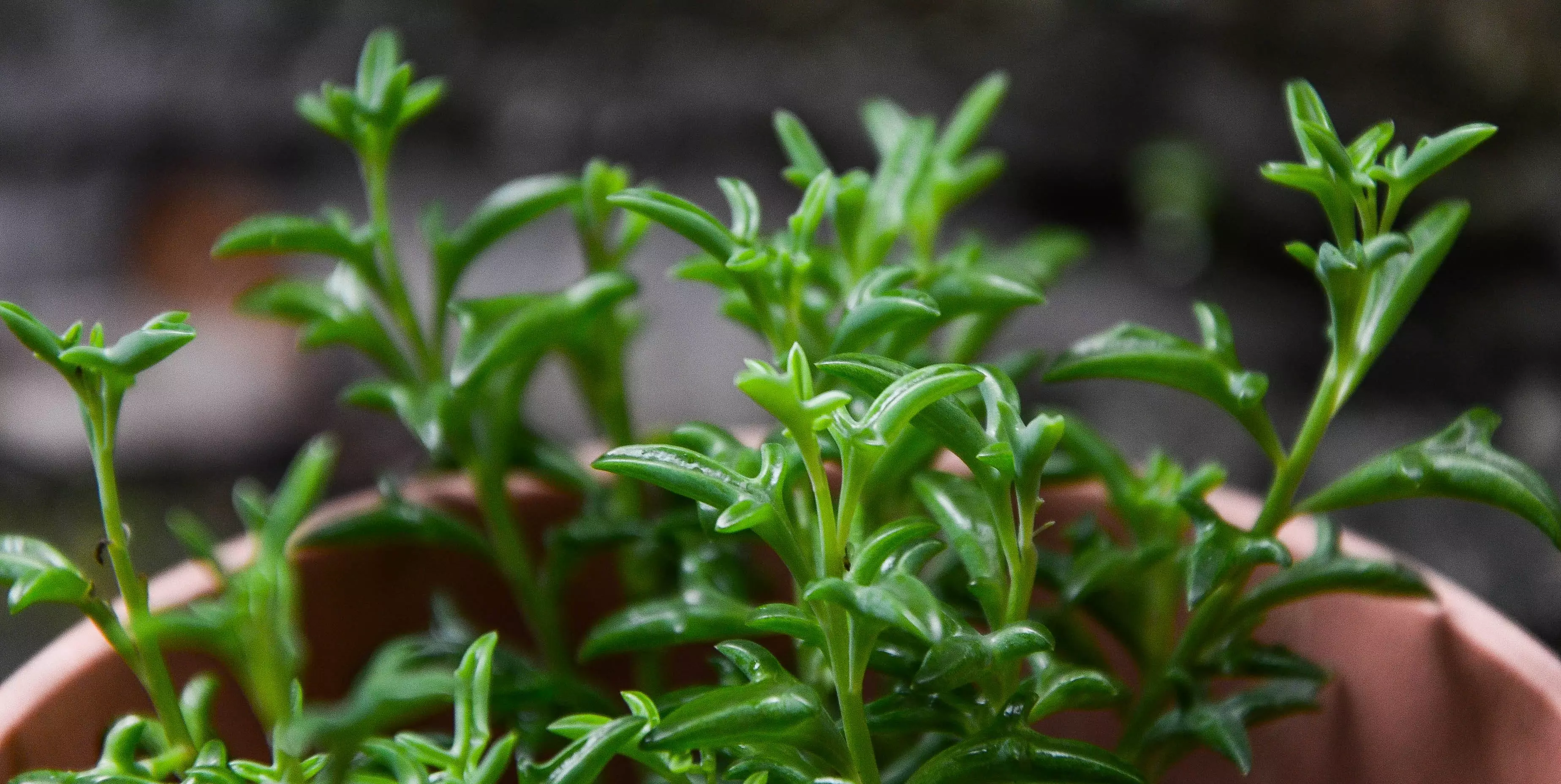 Ano ang Dolphin Succulents? - Mga Tip sa Pagpapalaki ng Halaman ng Dolphin