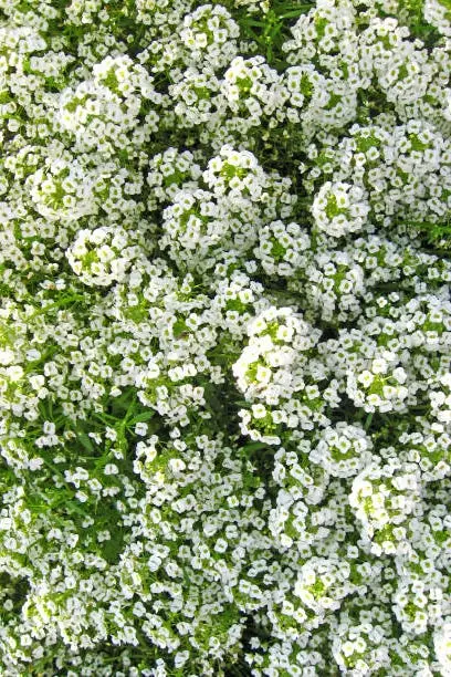 15 millors flors blanques per al vostre jardí: arbusts amb flors blanques