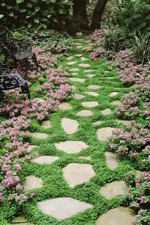 Plantes de coberta del sòl per a passarel·les de pedra