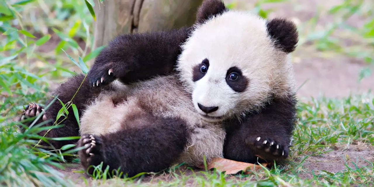 Le galuega sili i le lalolagi e aofia ai le fusi o pepe panda