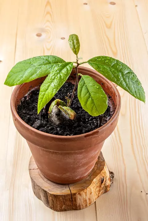 Como cultivar um abacateiro do caroço - Cultive o abacate a partir da semente