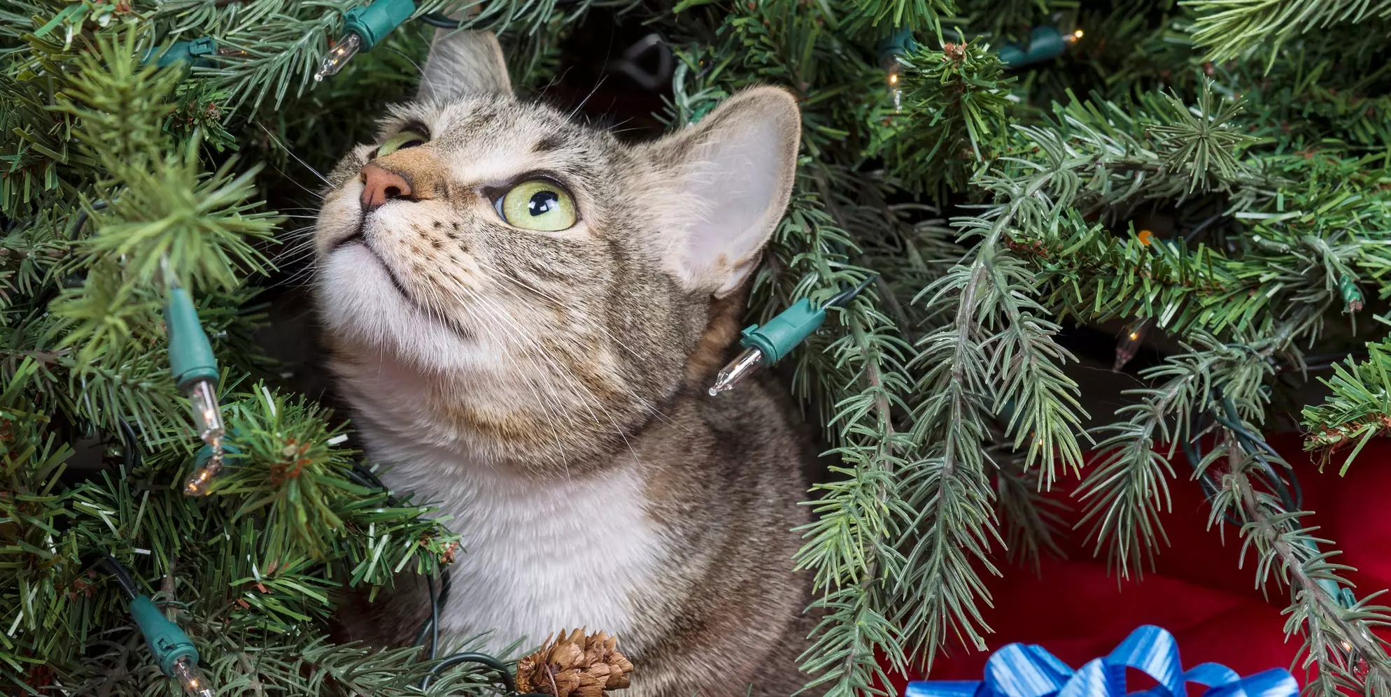 Cómo mantener a tu gato alejado del árbol de Navidad - Árbol de Navidad a prueba de gatos