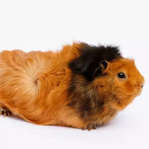 Berazên Guinea Pig Ji Bo Pets - Lîsteya Berazên Guinea