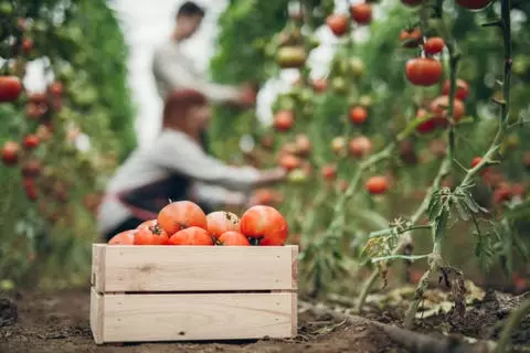 Պատկեր